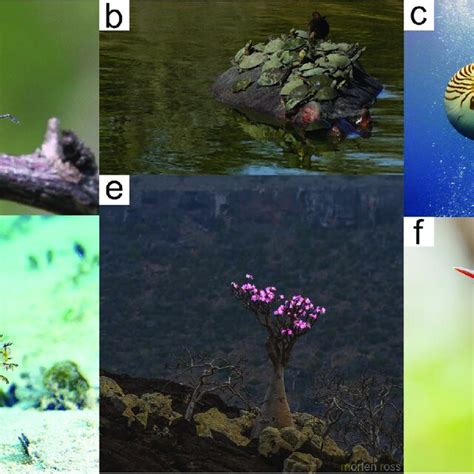 Selection Of Inaturalists Most Favorited Observations A Picasso Bug Download Scientific