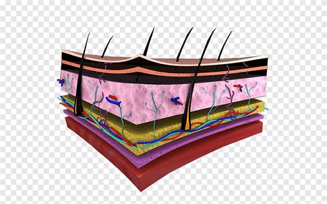 모낭 진피 층상 소체 피지 샘 사람의 모발 프로파일 검은 머리카락 인간의 Png Pngegg