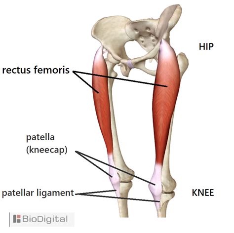 Quadriceps Femoris Muscle Origin Insertion And Function