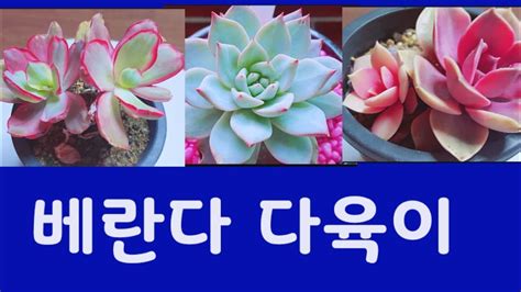 다육이키우기 다육이 분갈이 다육이 이름 다육식물 다육식물 종류 다육이키우기쉬워요 베란다 다육이 Succulent Plants Names 플라잉 클라우드