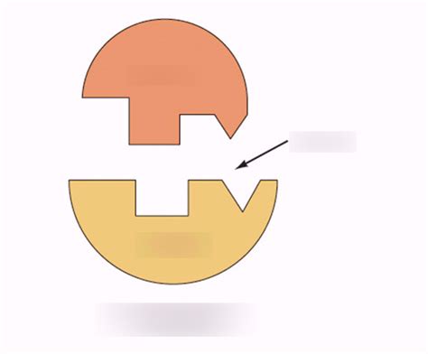 Enzyme Substrate Relationship Diagram Quizlet