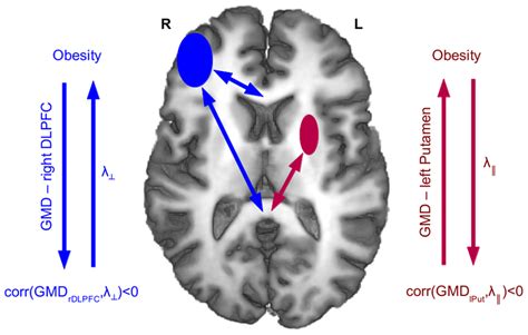 Schematic Summary Of Correlation Between Diffusion Parameters In The Download Scientific