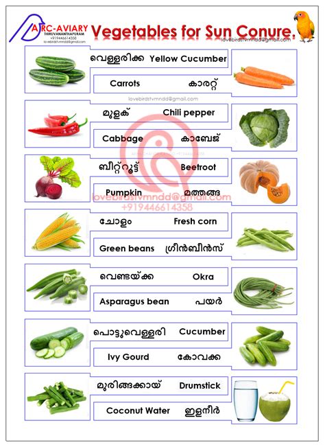 Sun Conure Food Diet Artofit