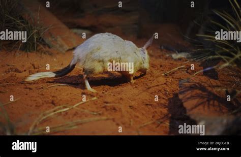Bilby Australia Stock Videos And Footage Hd And 4k Video Clips Alamy