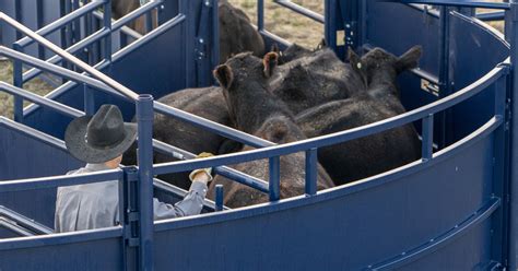 Cattle Handling Basics Part 1 The 5ps Of Effective Cattle Handling