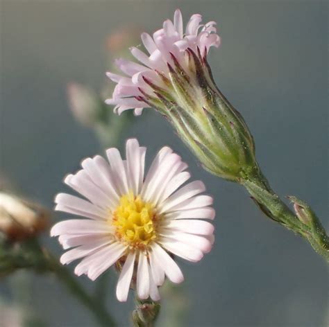 Symphyotrichum Subulatum Calflora
