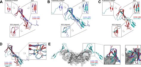 Structural And Bmp 2 Binding Epitope Comparisons Among Vwc Domains Download Scientific Diagram