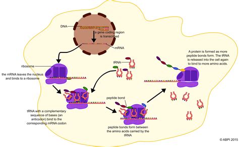 Protein Synthesis Flow Diagram Protein Synthesis Steps Diagr