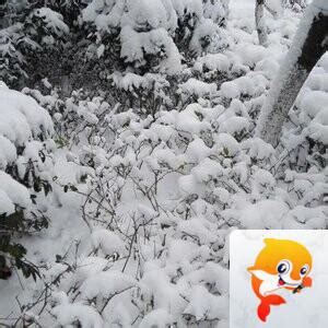 野夫雅韵文轩 雪之花 VV
