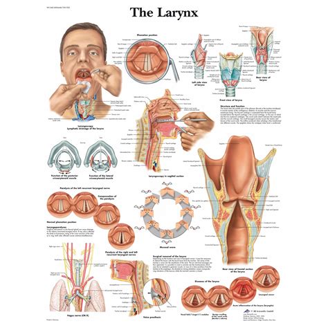 Anatomy Of Larynx Diagram