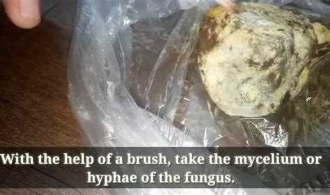 Aspergillus Penicillium Mucor And Rhizopus Different Types Of Fungus