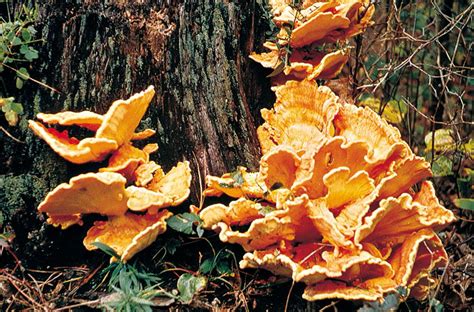 Fungus Definition Characteristics Types And Facts Britannica