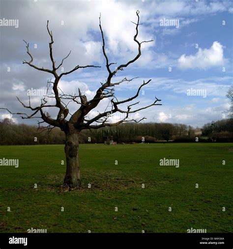 Tree With No Leaves Alone In Field With Cloudy Sky Stock Photo Alamy