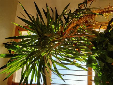 Tree Meme Tree Discover Share GIFs Tree Meme Tree Discover Share GIFs