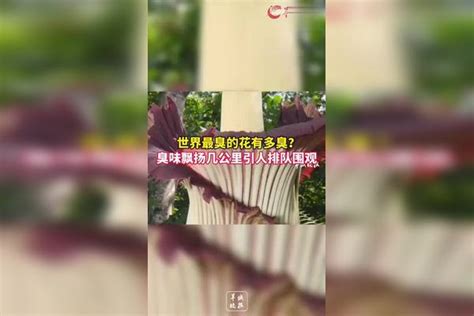 澳洲居民排长队只为闻臭味 气味如同死老鼠蔓延几公里 被称为史上最臭的花