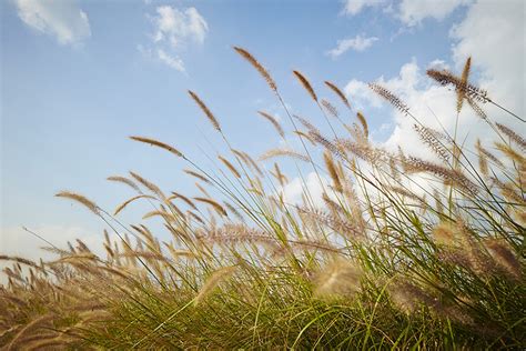 Foxtail Grass