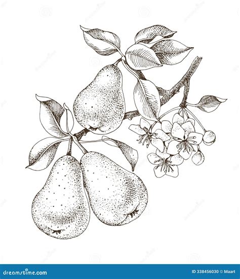 Pear Tree Growth Stages Fruit Tree Life Cycle Vector Infographic