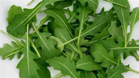 Най добрите храни за отслабване Здраве — Новини Стандарт