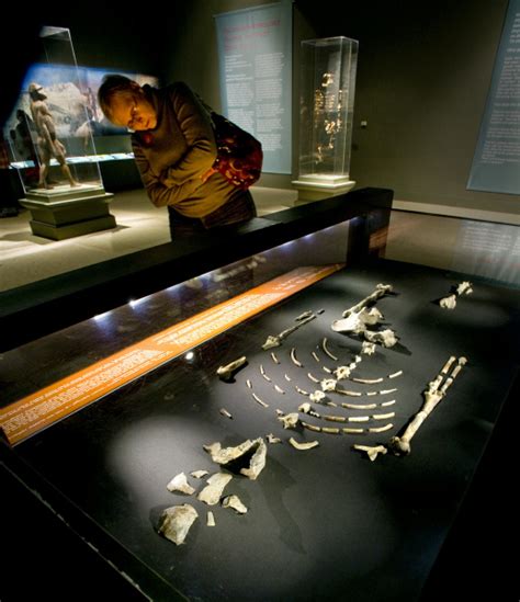 Famous Fossil Lucy Makes A Final Stop At Bowers Orange County Register
