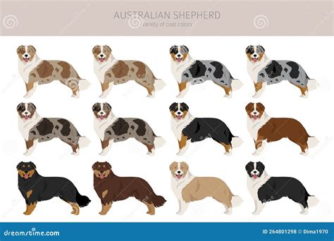 Australian Shepherd Clipart Coat Colors Aussie Set Stock Vector