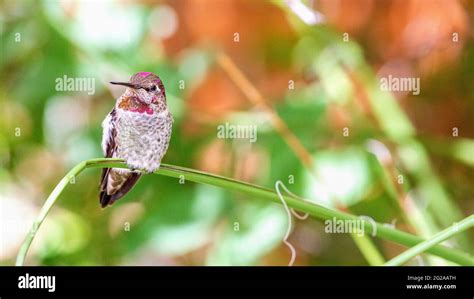 Young Male Costas Hummingbird With Developing Crown And Gorget