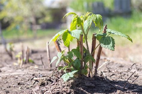 Premium Photo Small Young Raspberry Bush In The Ground Gardening