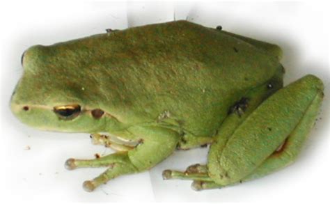 Rainette Définition Et Explications