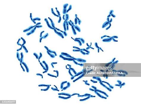 Human Chromosome Photos And Premium High Res Pictures Getty Images