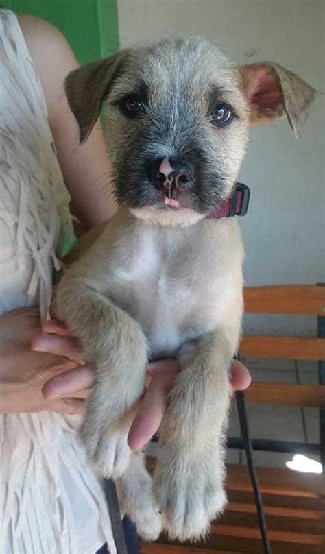 Imgurians Welcome Bacacho Imgur