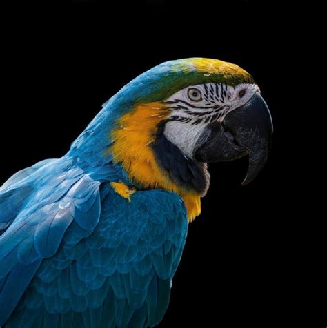 Інтернет магазин товарів для птахів Все необхідне для вашого пернатого улюбленця