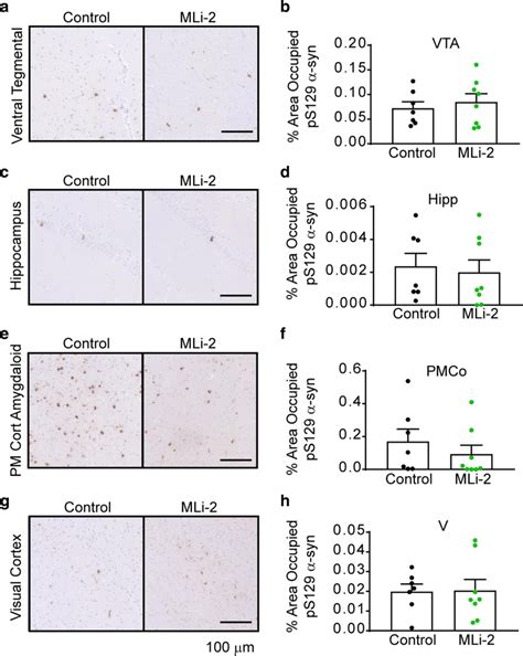 α Synuclein Pathology In Other Regions Is Not Altered With Mli 2