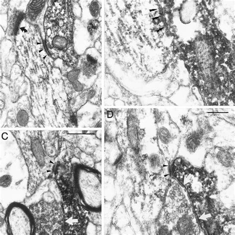 Ultrastructure Of Dendro Dendritic Contacts Between Cr Ir Dendrites In Download Scientific