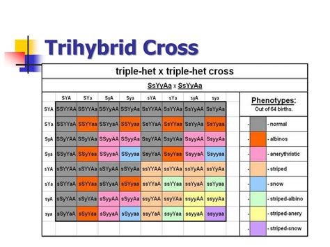 Phenotypic Ratio Of Trihybrid Cross