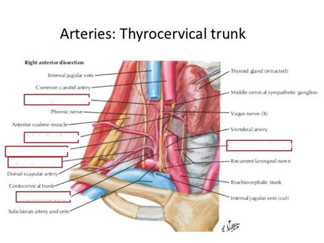 Thyrocervical Trunk Arteries Diagram Quizlet