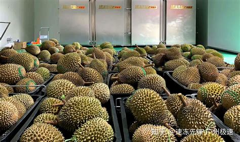 新鲜榴莲要怎样保鲜储存呢 知乎