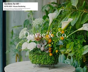 Dovie And Co 最新情報