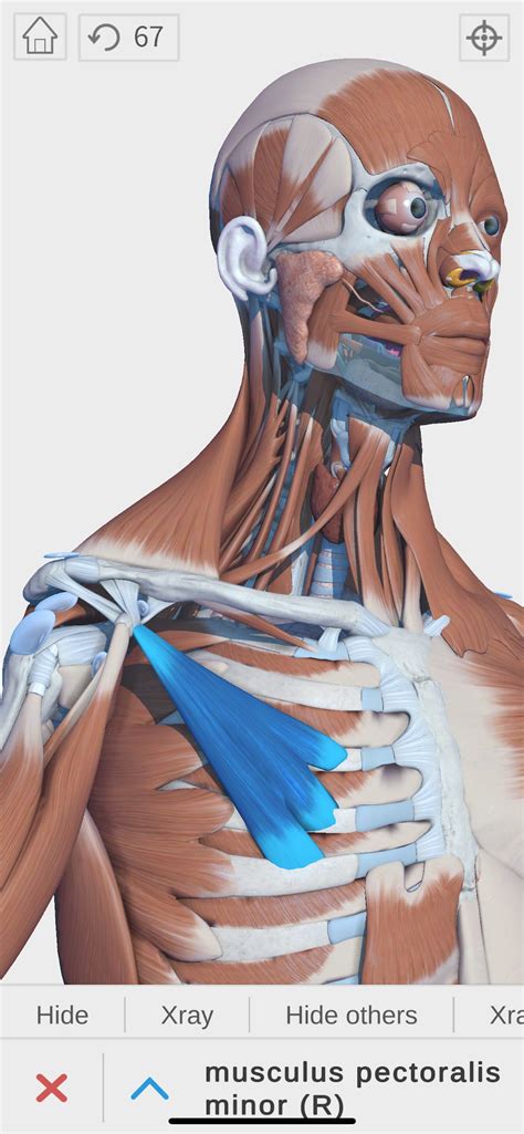 Visual Anatomy 3d Human Apk For Android Download