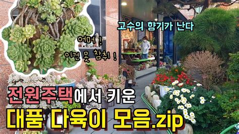전원주택에서 키워낸 멋진 대품 다육이 정도는 키워야~~ㅣ다육이 키우는 사람들의 로망ㅣ다육이 키우기ㅣ신쌤의다다육선 多肉植物 Succulent たにくしょくぶつ