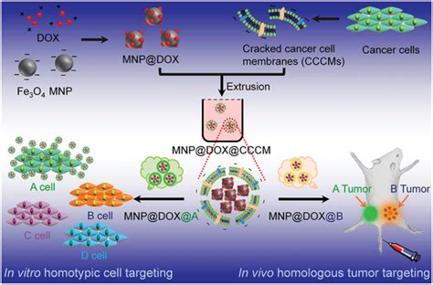 Schematic Image Showing The Fabrication Of Nanoparticles Coated With Download Scientific