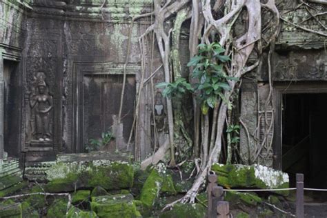 អប្សរានៅក្រោមដើមឈើកំពុងរង់ចាំមុខត្រឡប់មកវិញ