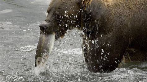 Overview And History Of Subsistence Management In Alaska U S Department Of The Interior