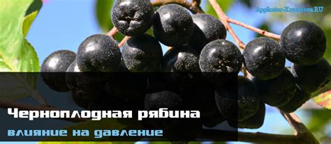 Черноплодная рябина повышает или понижает давление Механизм действия
