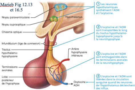 Diagram Of Adénohypophyse Quizlet