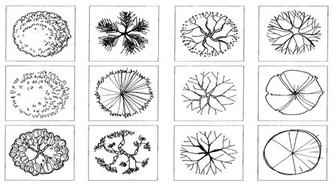 Tree Plan View Vector At GetDrawings Free Download