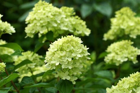5 Must Grow Dwarf Hydrangea Cultivars For A Narrow Border Or Garden Bed Horticulture Magazine