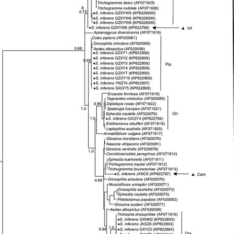 Bayesian Inference Phylogeny Of Wolbachia Based On Wsp Gene Sequences