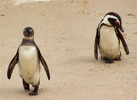 펭귄 해변 남아프리카 Pixabay의 무료 사진 Pixabay