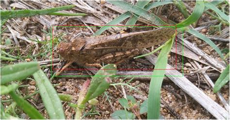 An Adult Grasshopper Detected By The Stationary Framework The Green Download Scientific
