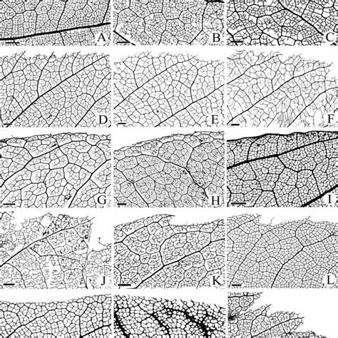 Pdf Leaf Architecture And Its Systematic Significance In Aceraceae From China