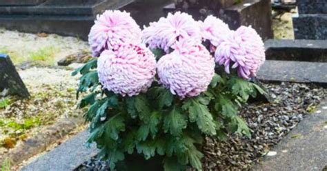 Обикновено свършват в кофите за боклук Ето как обаче да СПАСИМ хризантемите след 1 ноември